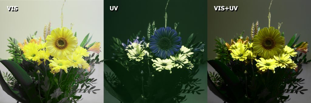 Getting Started with UV Photography - Kolary Vision