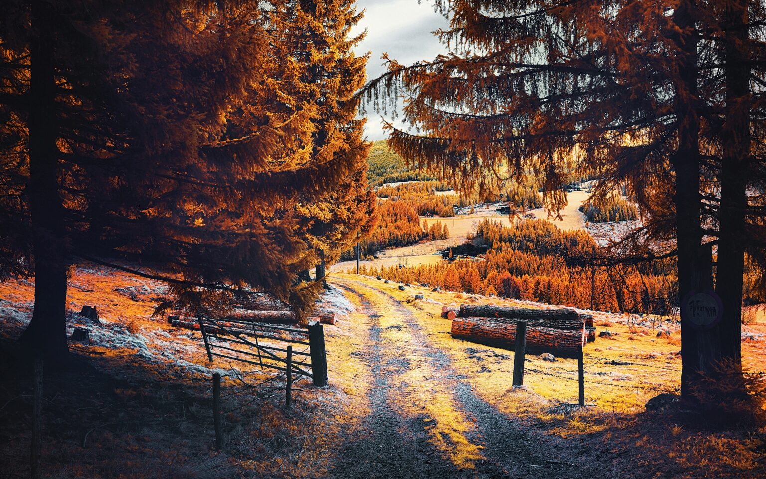 How to Emulate Kodak Aerochrome with the 550nm IR Filter – Kolari Vision
