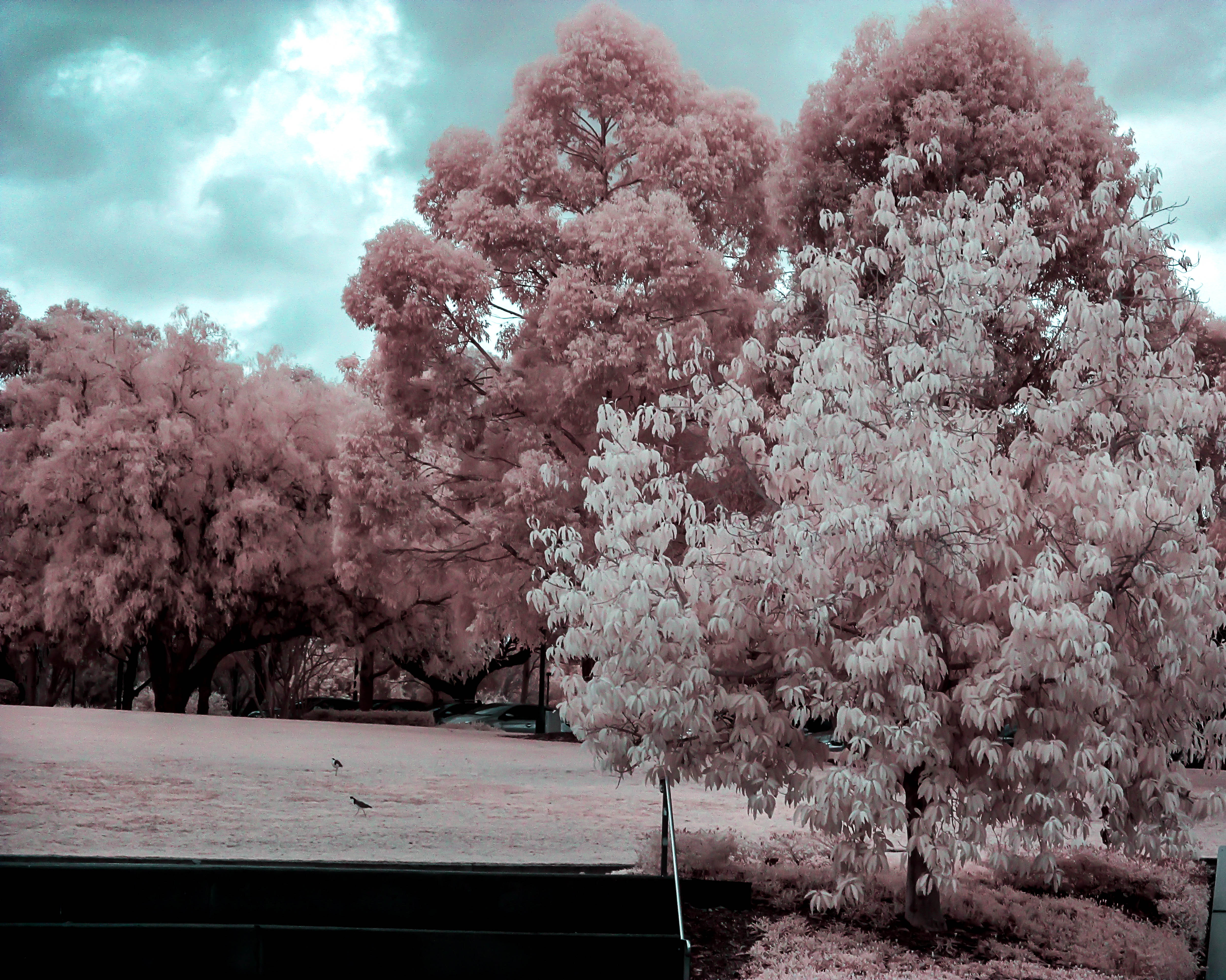 Pink Park - Kolari Vision