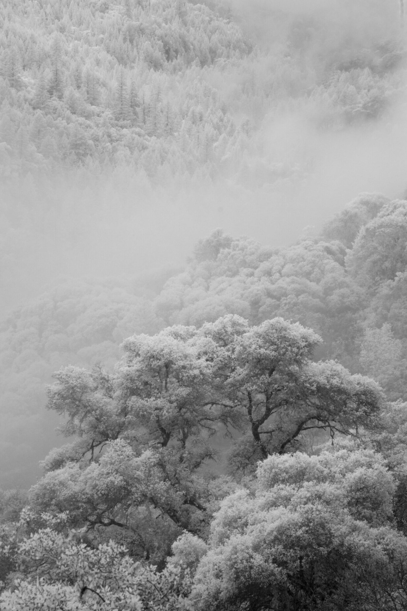 Infrared Photography Blog – Kolari Vision