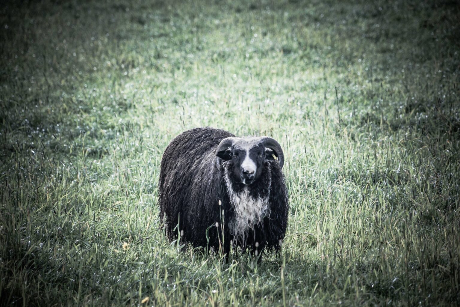 Icelandic Ram – Kolari Vision