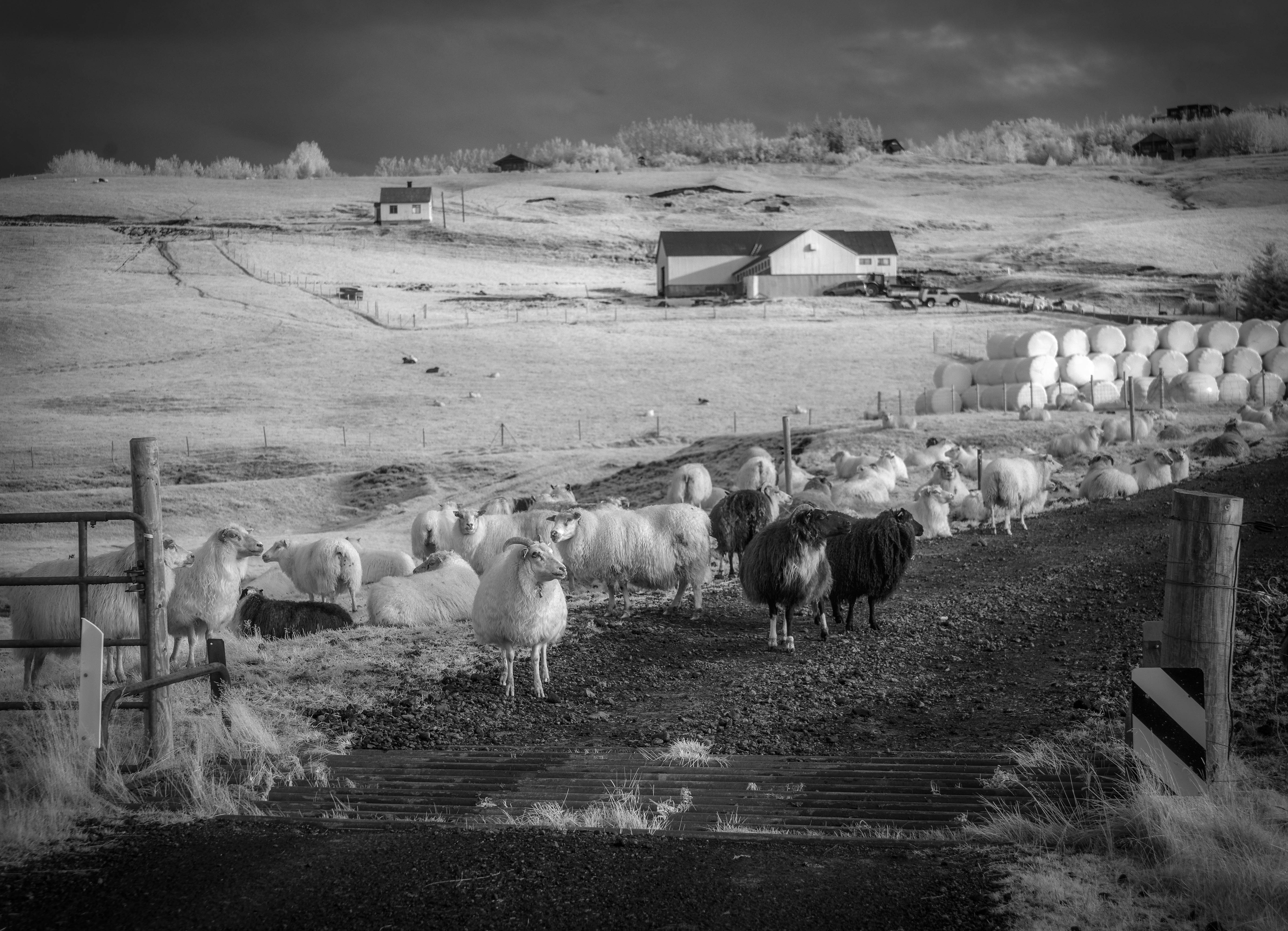 Icelandic Sheep - Kolari Vision