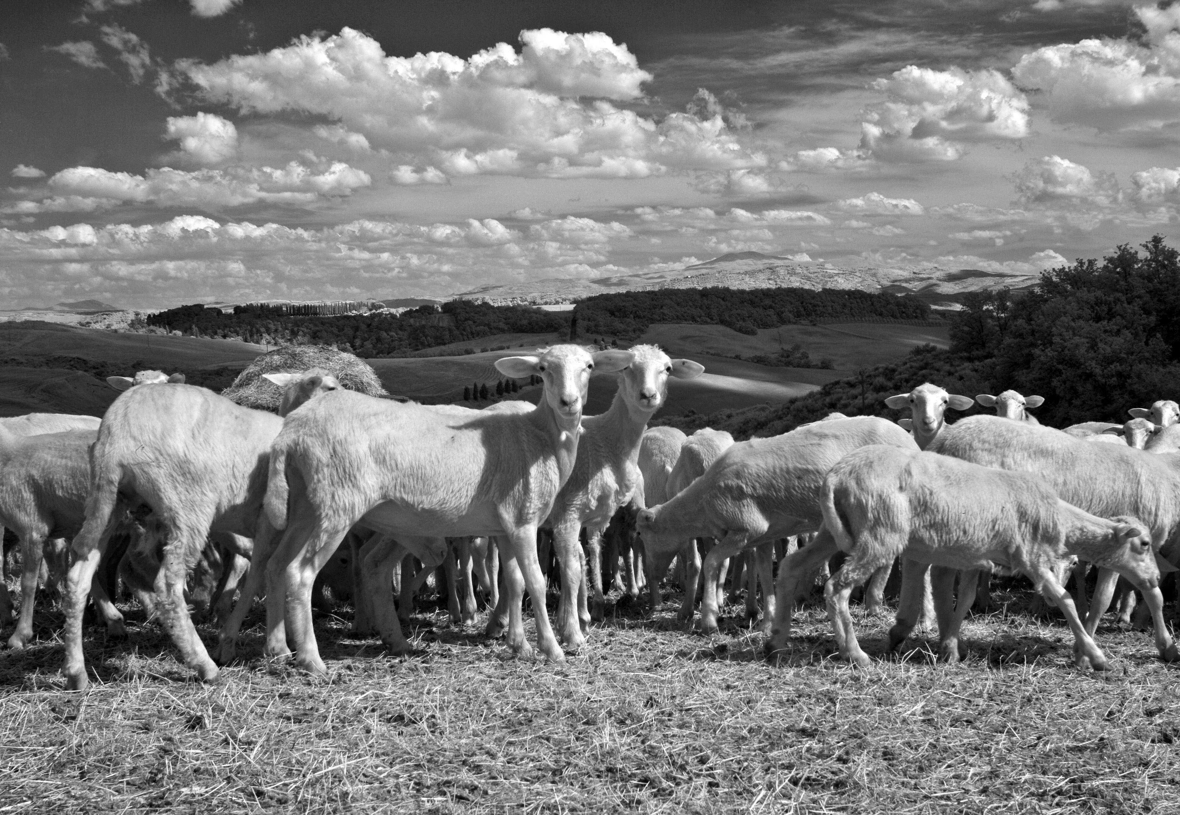 Tuscan Sheep - Kolari Vision