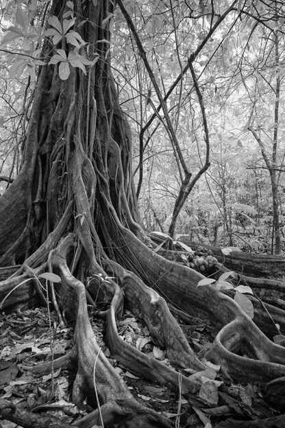 Ficus Tree 1 – Kolari Vision
