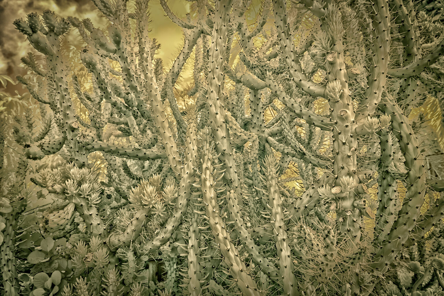 Cactus – Kolari Vision