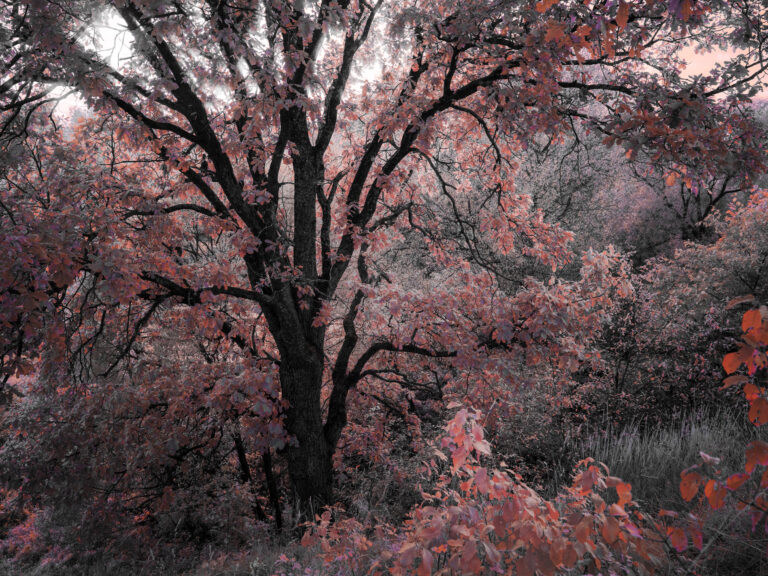 Infrared Photography Blog – Kolari Vision