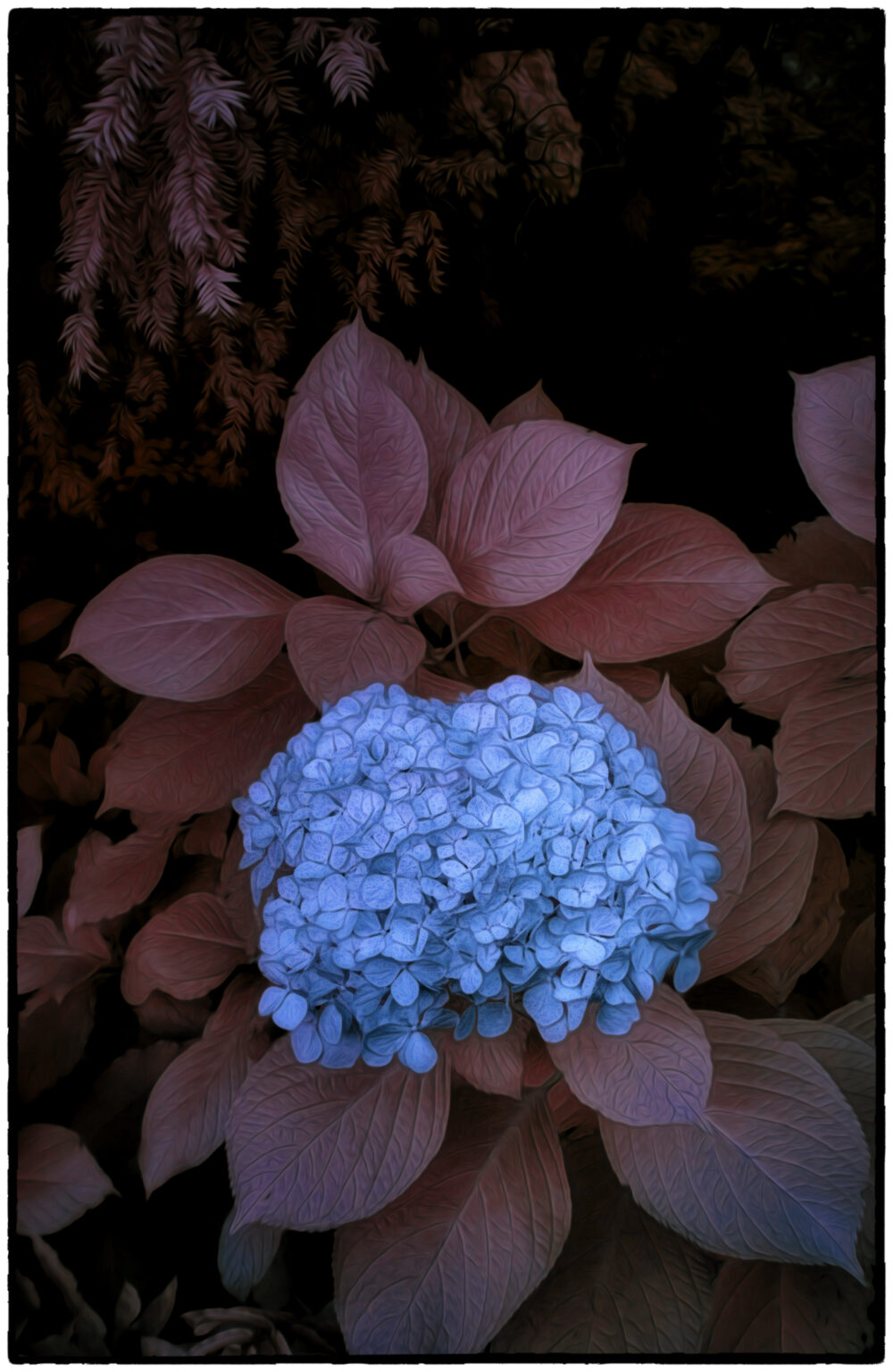 Infrared Photography Blog – Kolari Vision