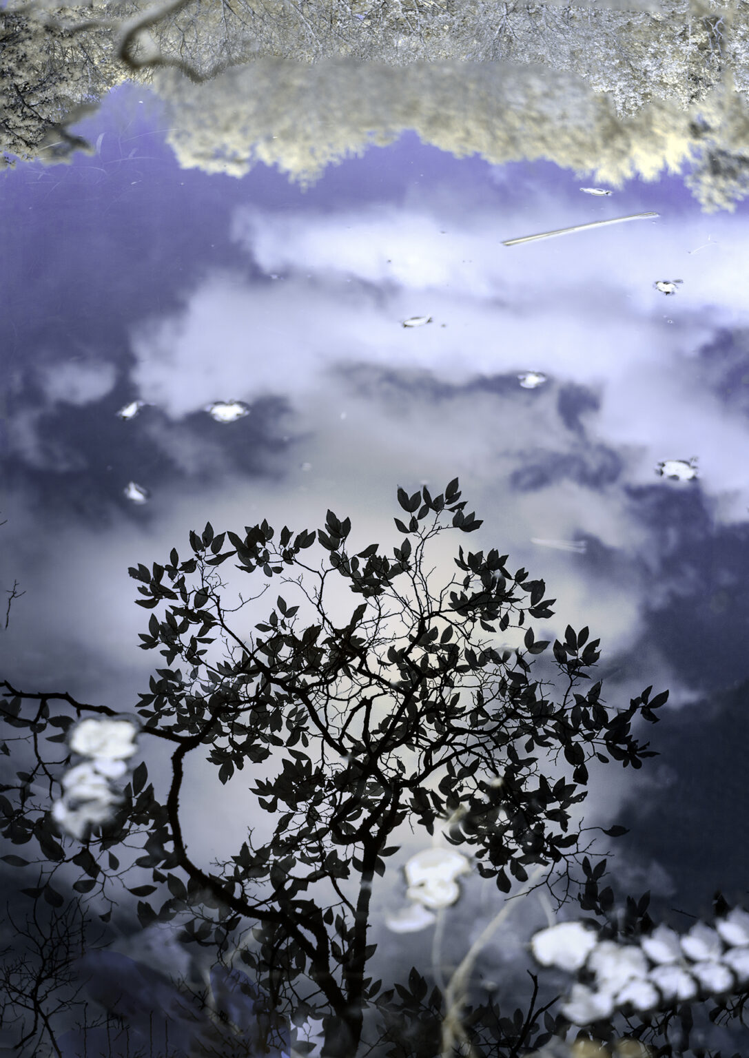 Tree Branch Reflecytion – Kolari Vision