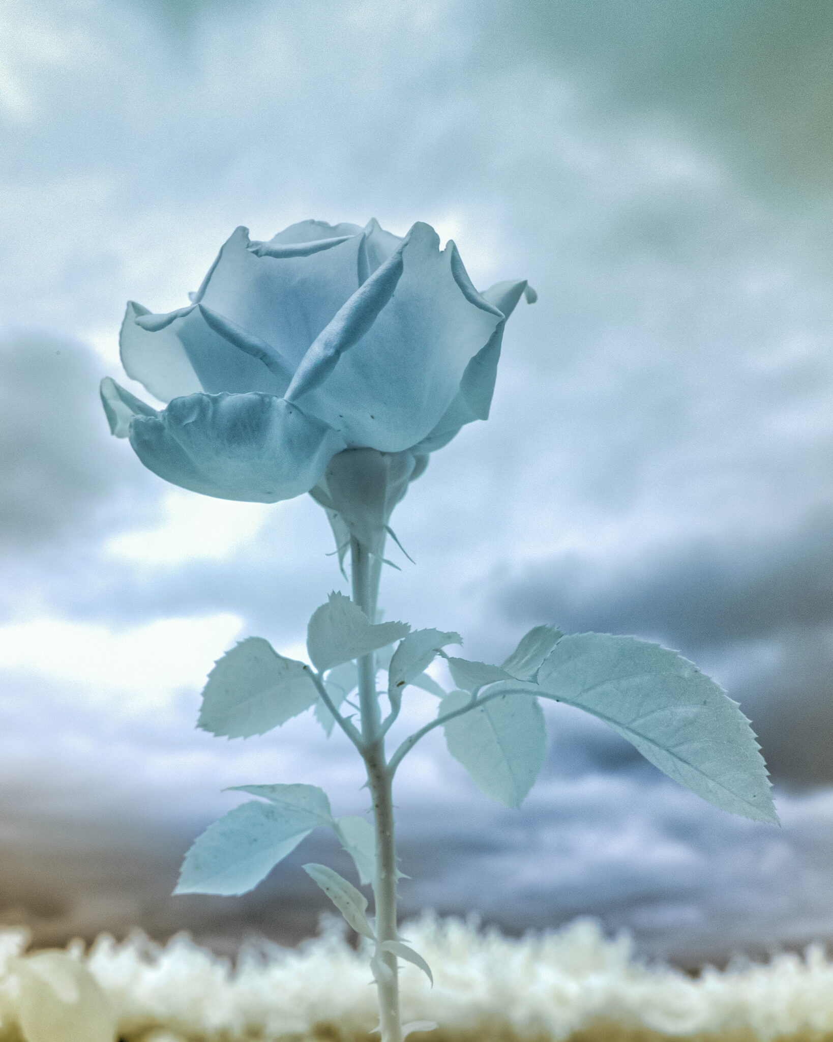 Portrait of a rose – Kolari Vision