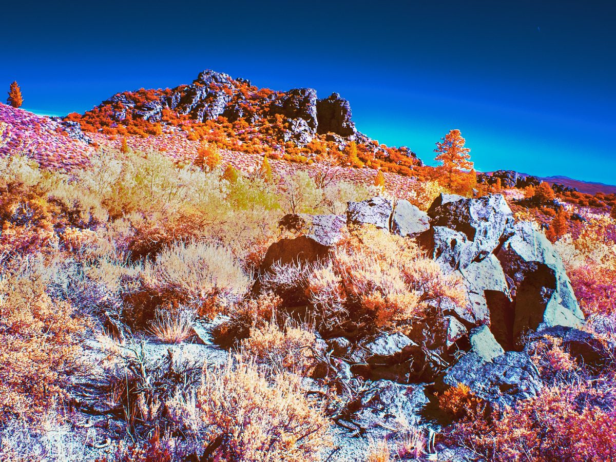 Sage Hen fall colors in the Eastern Sierras – Kolari Vision