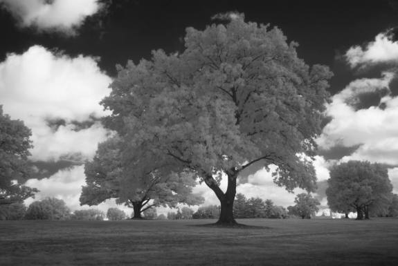 Why You Should Try Infrared Photography – Kolari Vision