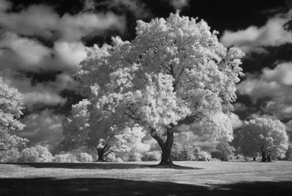 Why You Should Try Infrared Photography – Kolari Vision